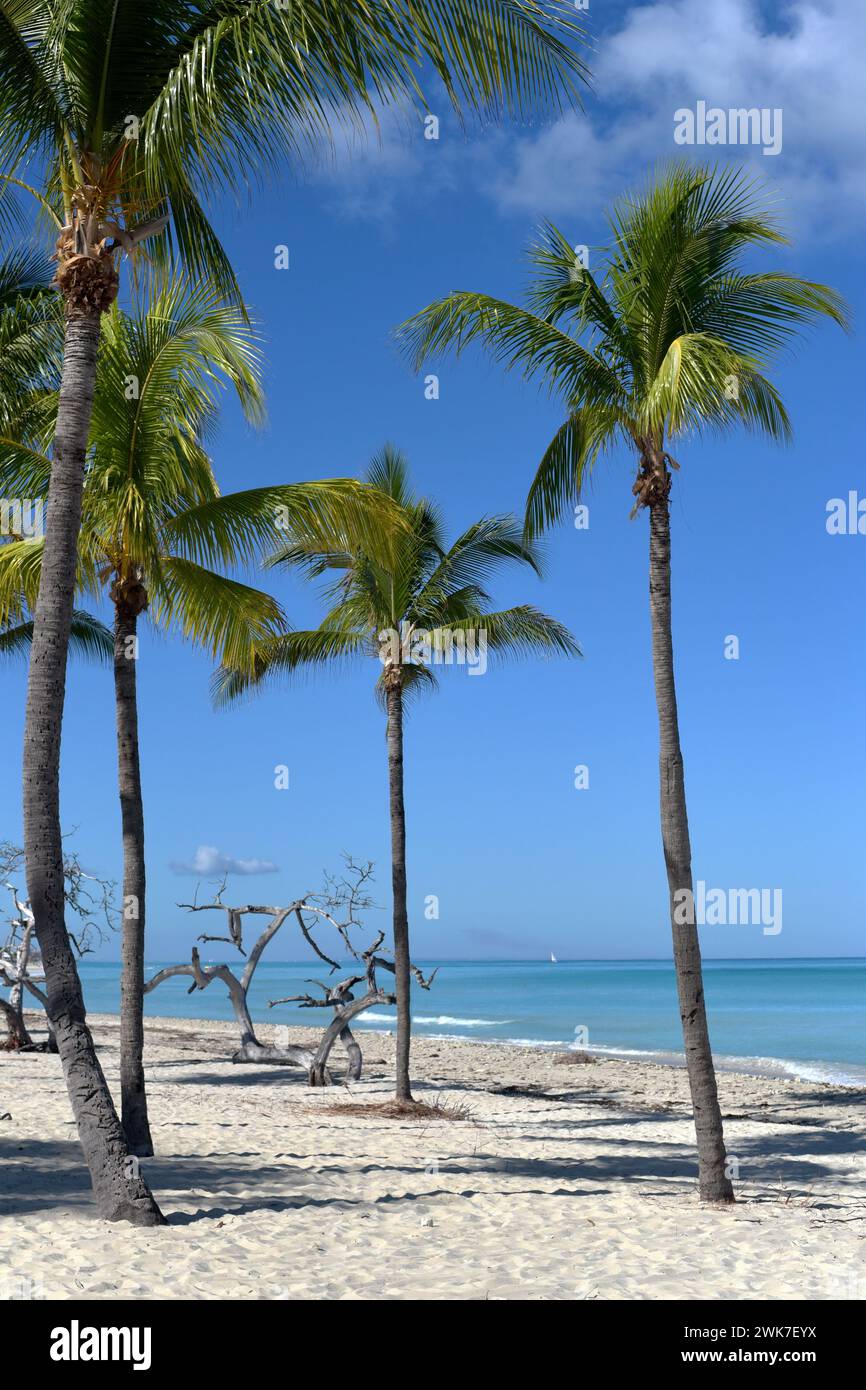 Tropical paradise beach with white sand and coco palms, travel tourism ...