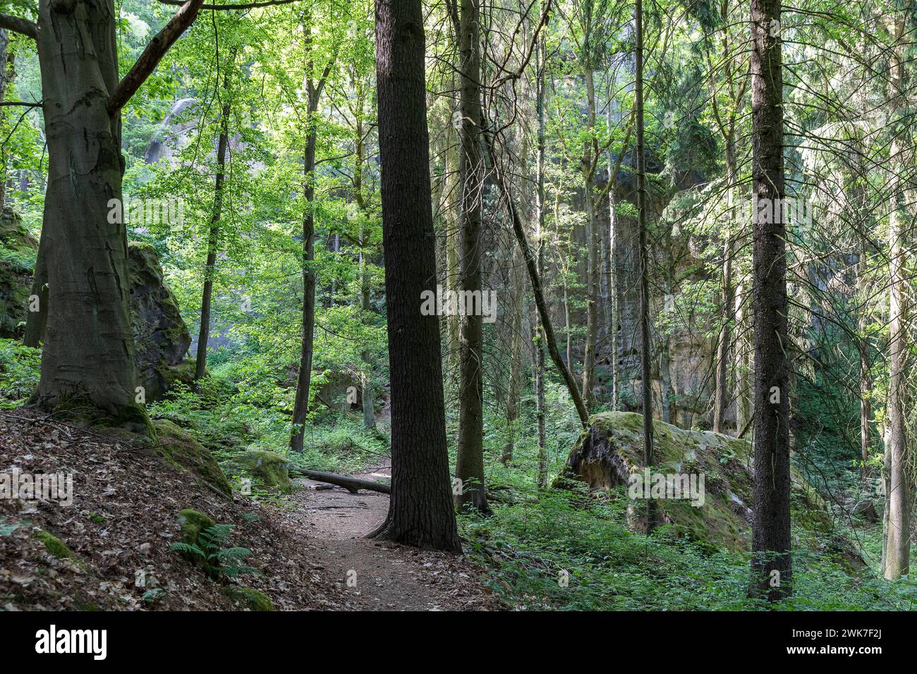 Wanderweg durch Wald und Felsen zum Kleinen Bärenstein, Sächsische ...