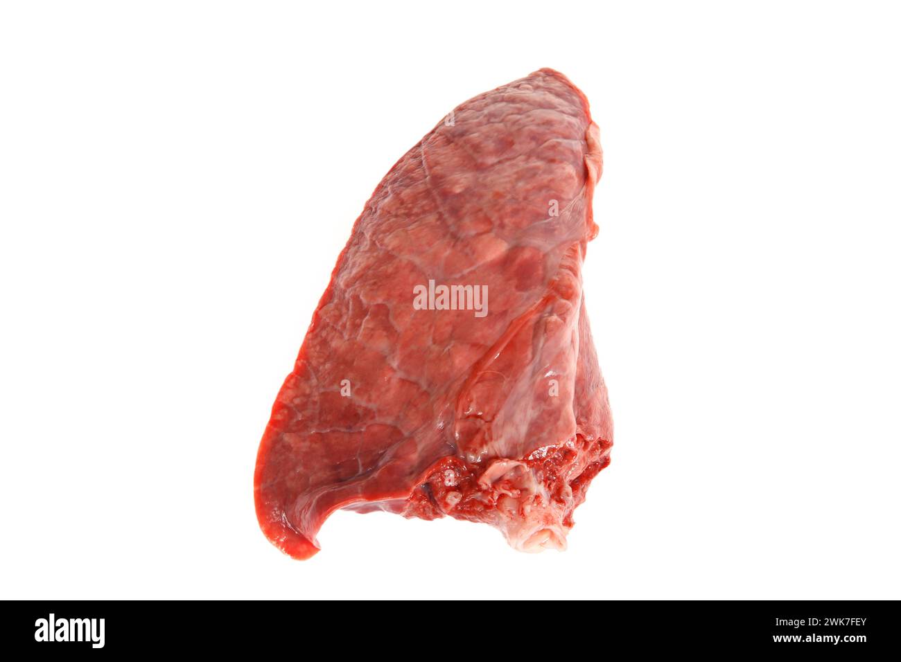 Fresh pig lung on a white background Stock Photo - Alamy