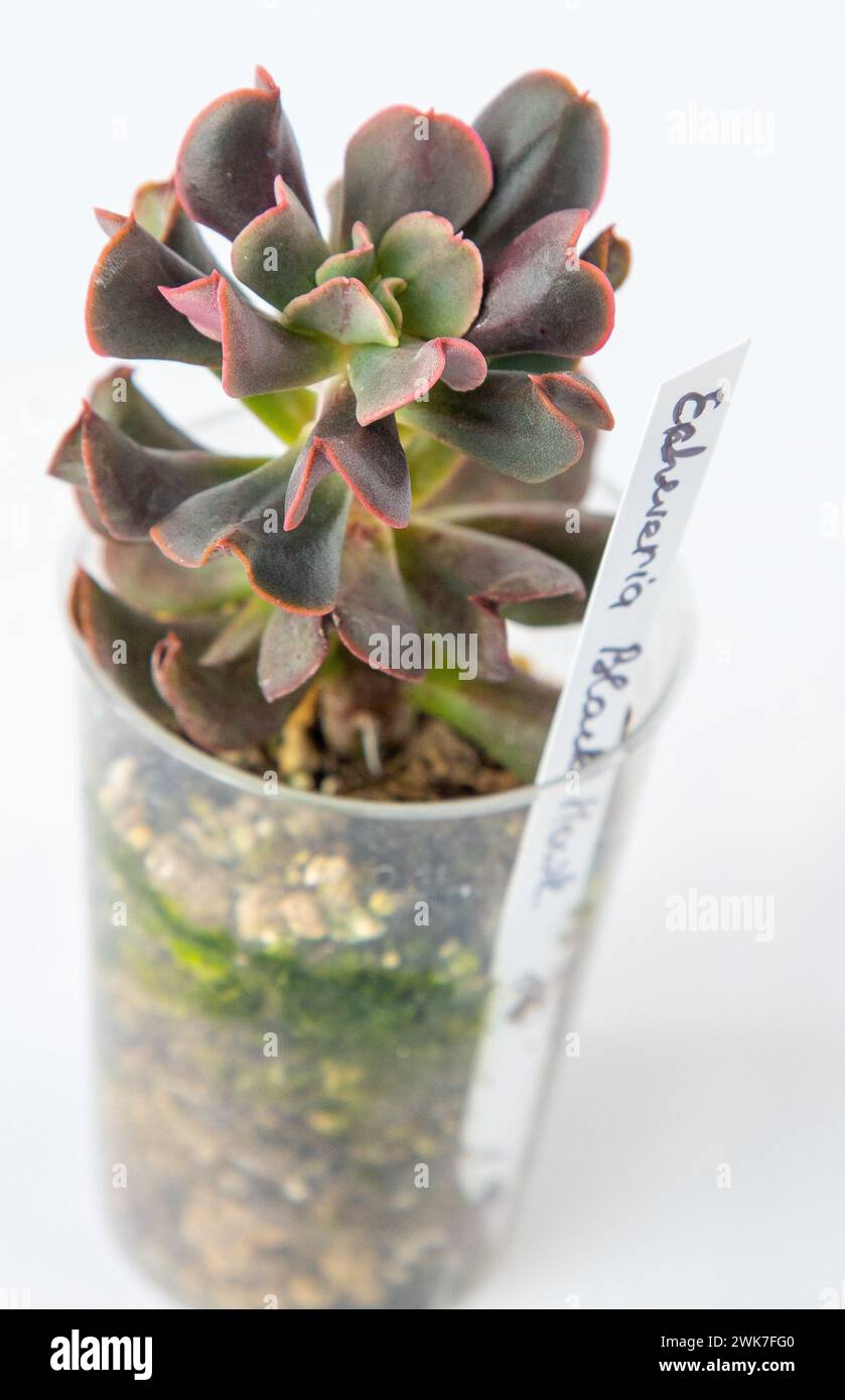 Echeveria Black Hawk plant succulent in pot. Green little flower on ...