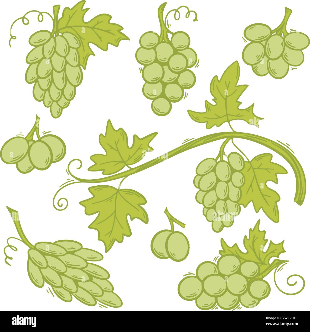 Hand drawn set of green grapes, vector graphics Stock Vector Image ...