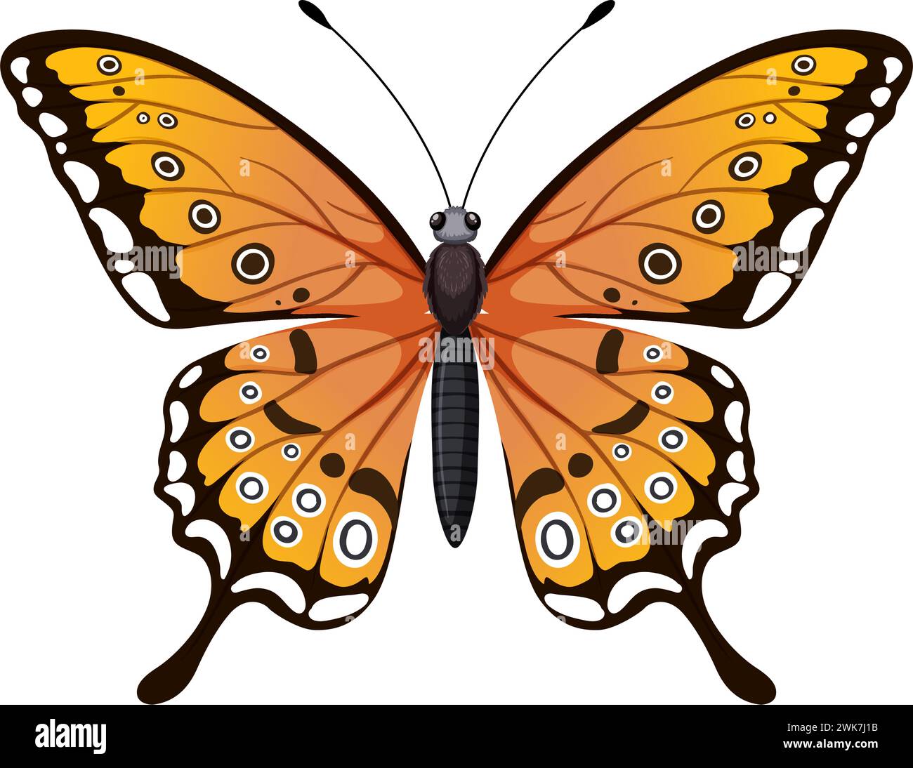 Life cycle of a monarch butterfly Stock Vector Images - Alamy