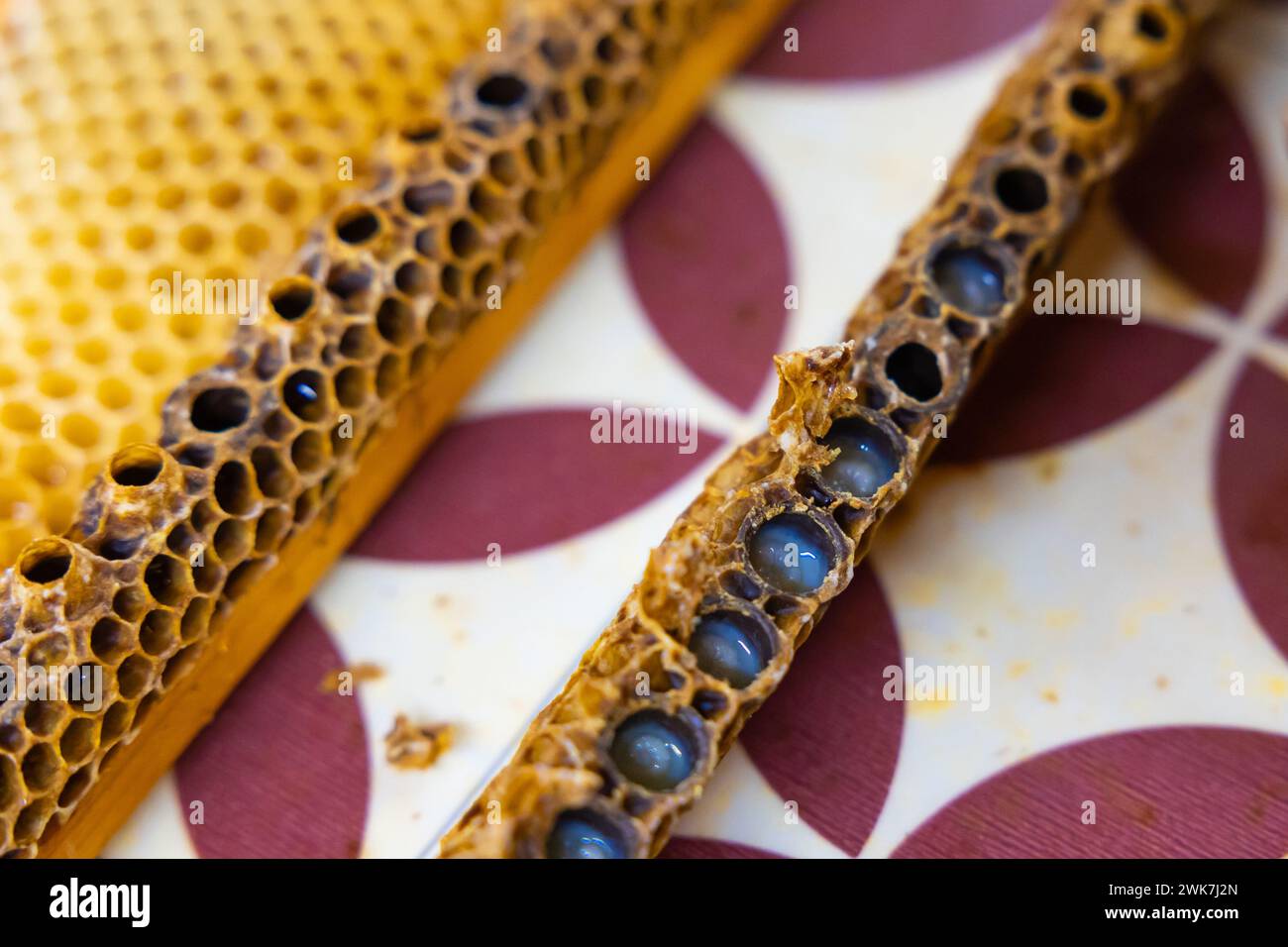 Queen cell cups hi-res stock photography and images - Alamy