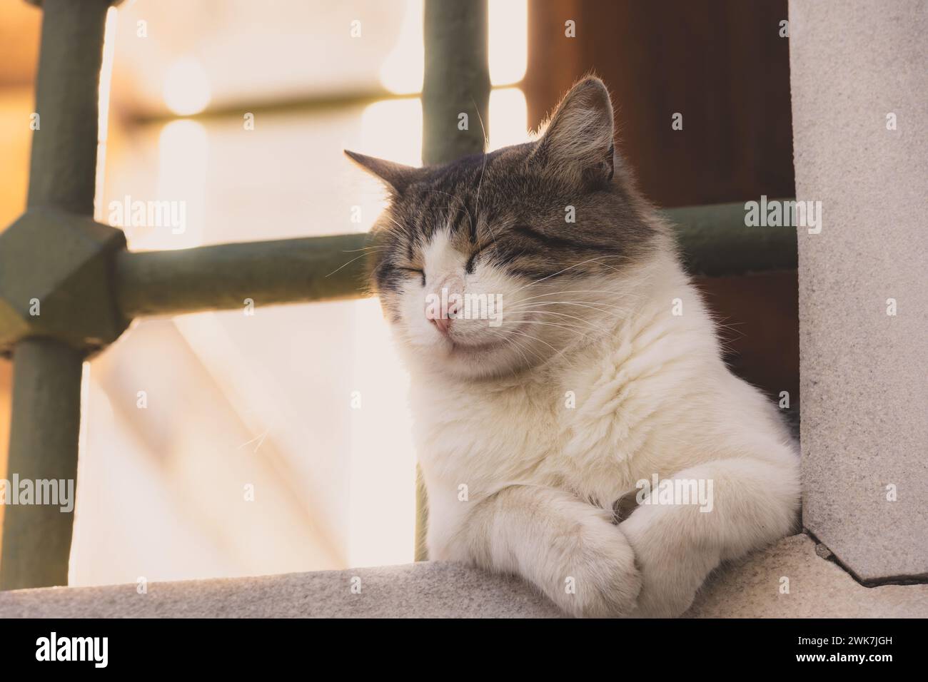 An adorable stray cat in a window of a mosque in Istanbul. Stray cats ...