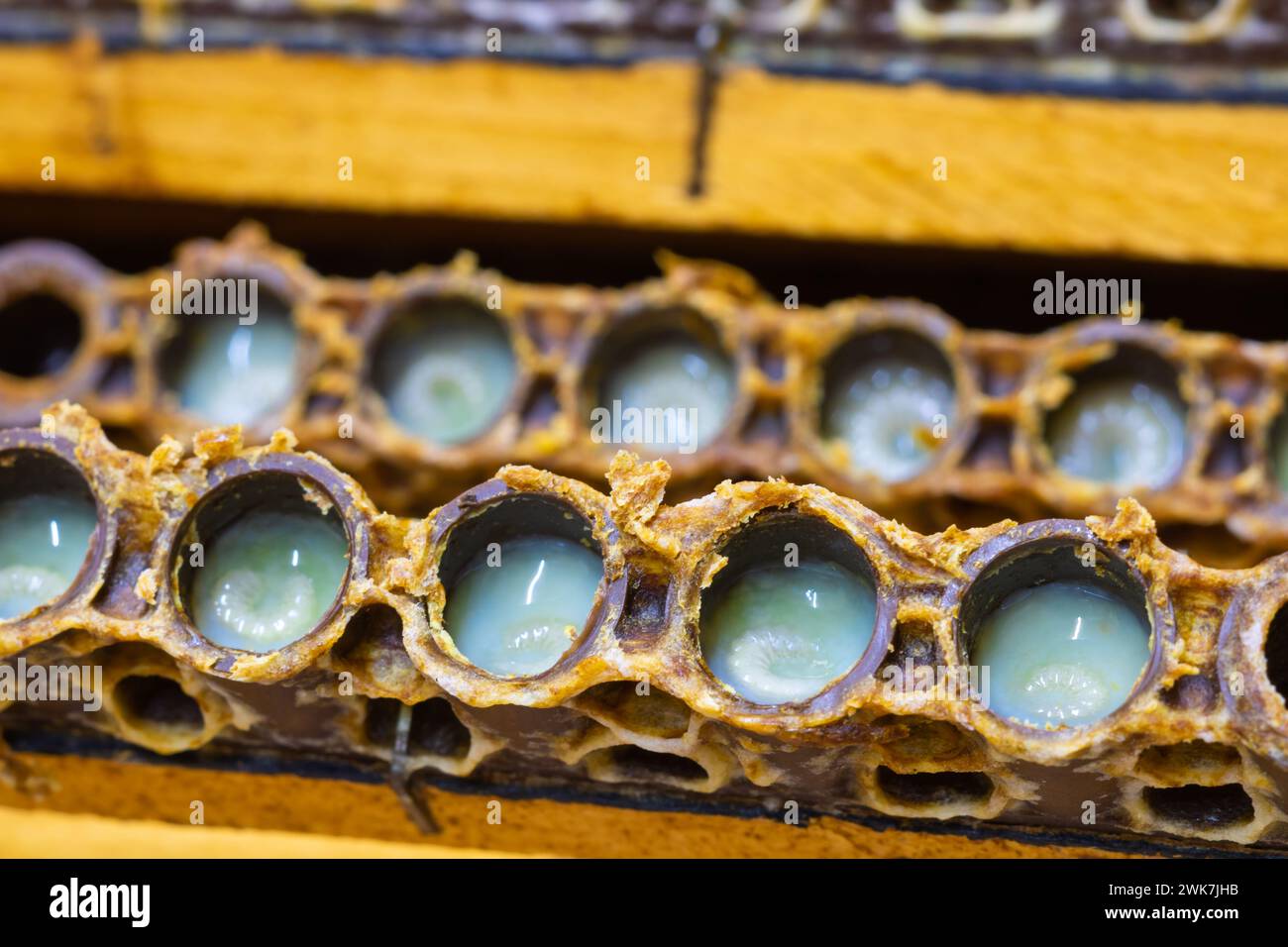 Queen cell cups hi-res stock photography and images - Alamy