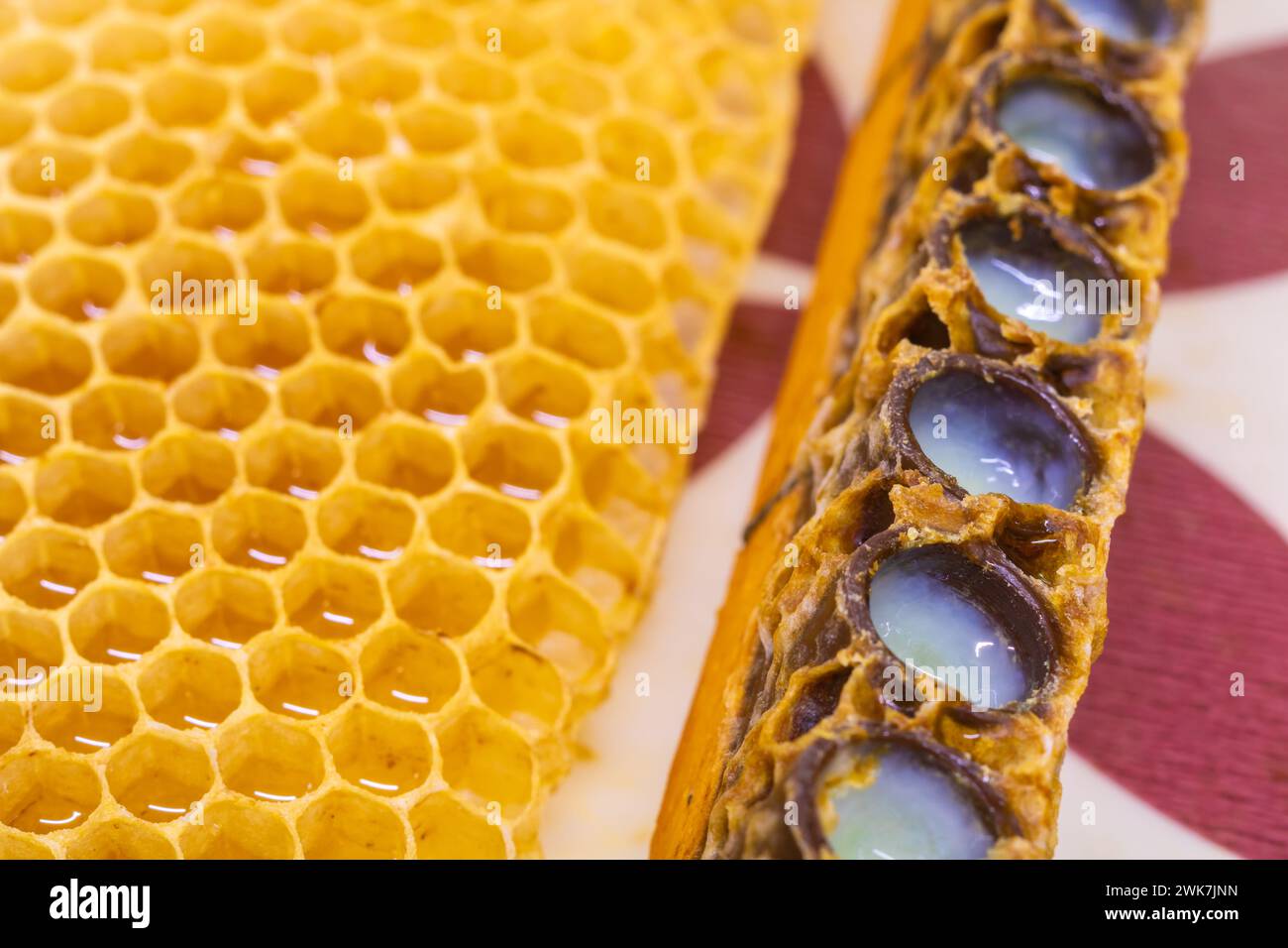 Queen bee cells full with royal jelly in focus. Royal jelly production ...