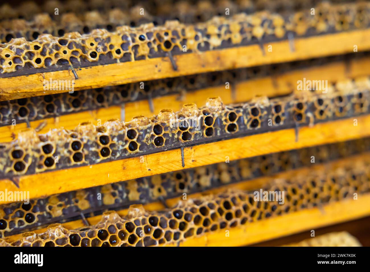 Honeycomb frames full with queen cups in focus. Queen bee grafting or ...