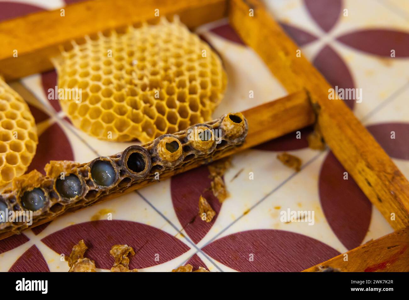 Queen grafting hi-res stock photography and images - Alamy