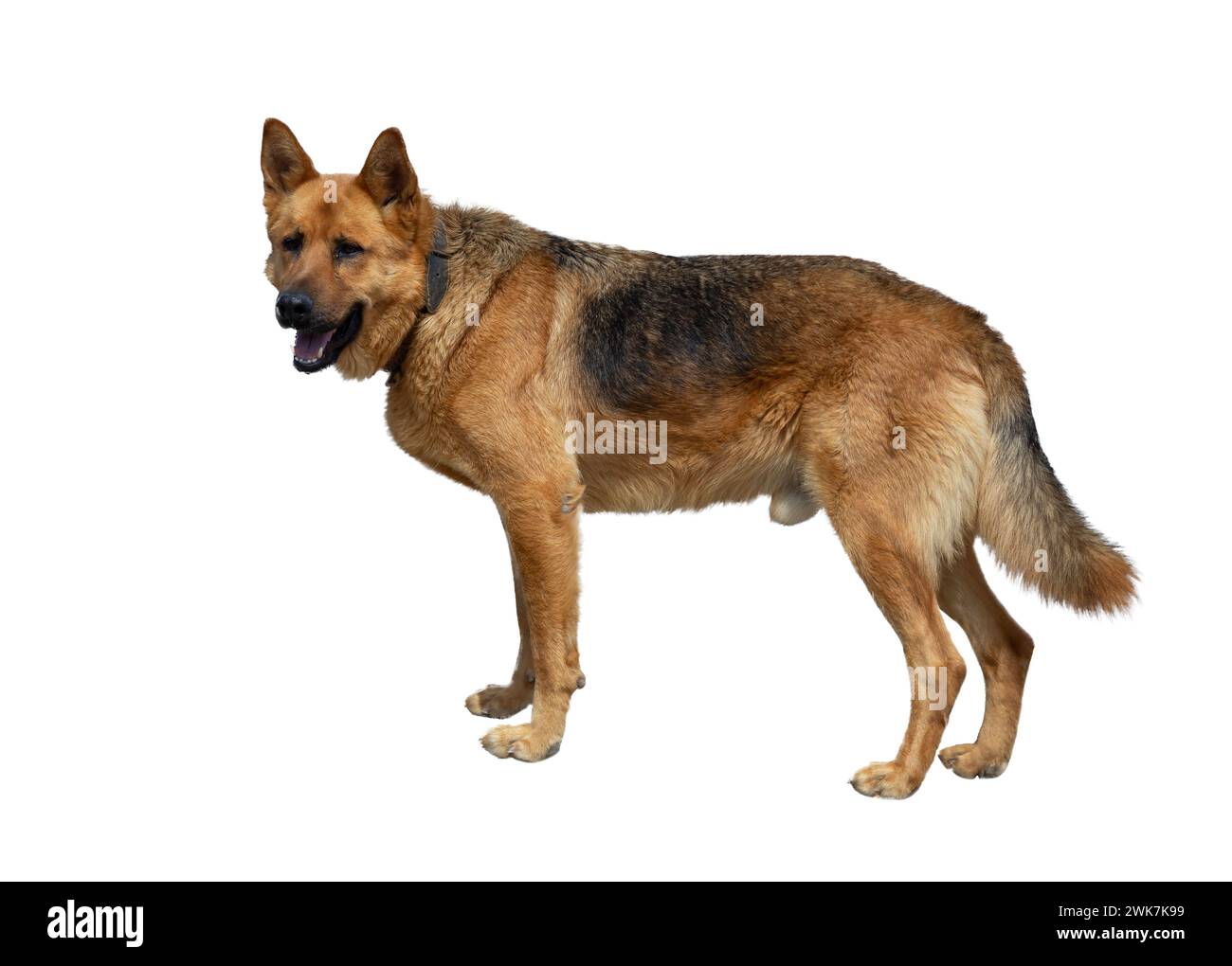 Furry german shepherd hi-res stock photography and images - Alamy