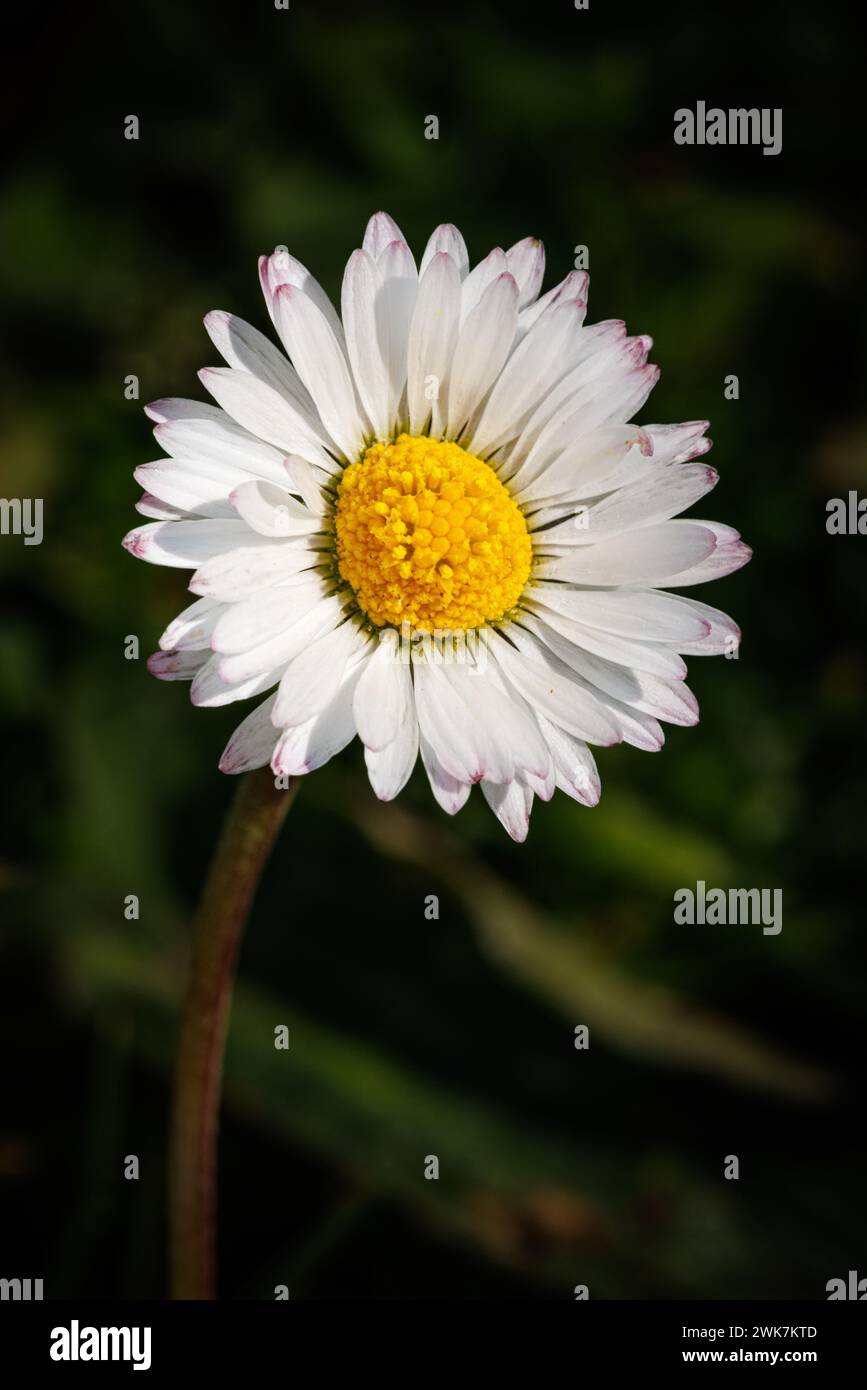 Daisy flower macro hi-res stock photography and images - Alamy