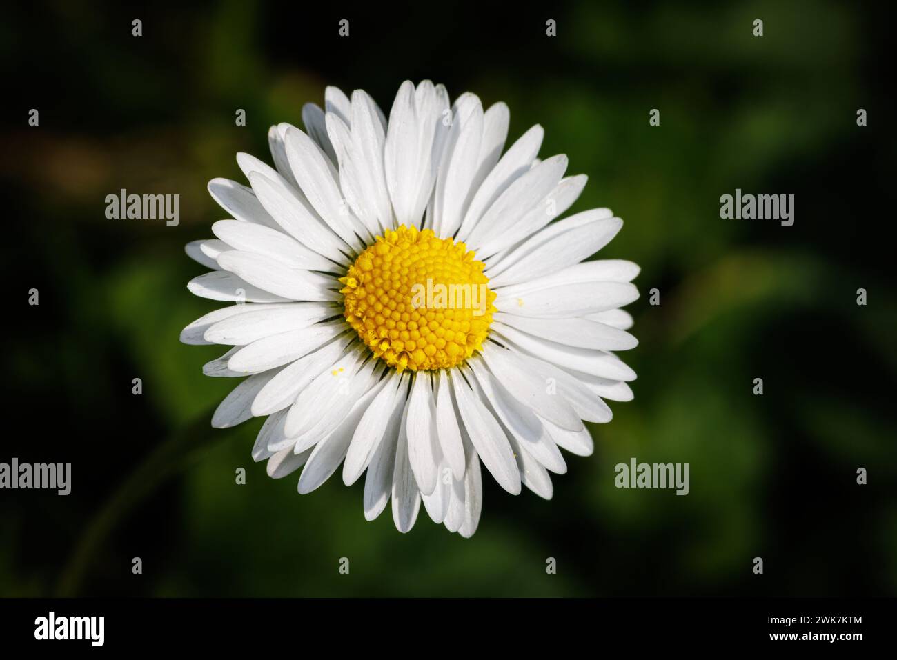 Daisy flower macro hi-res stock photography and images - Alamy