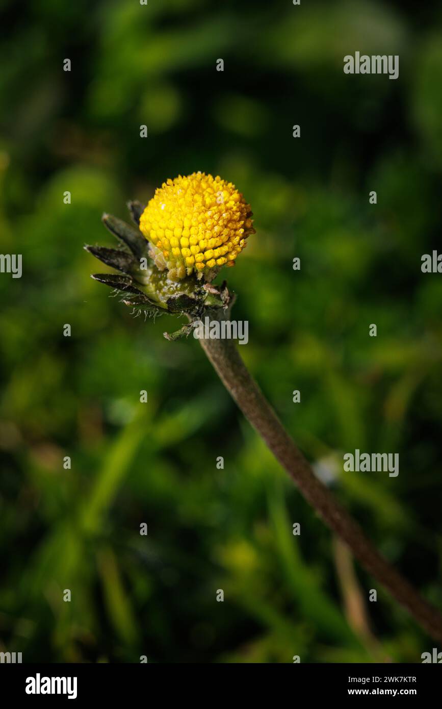 Daisy flower macro hi-res stock photography and images - Alamy