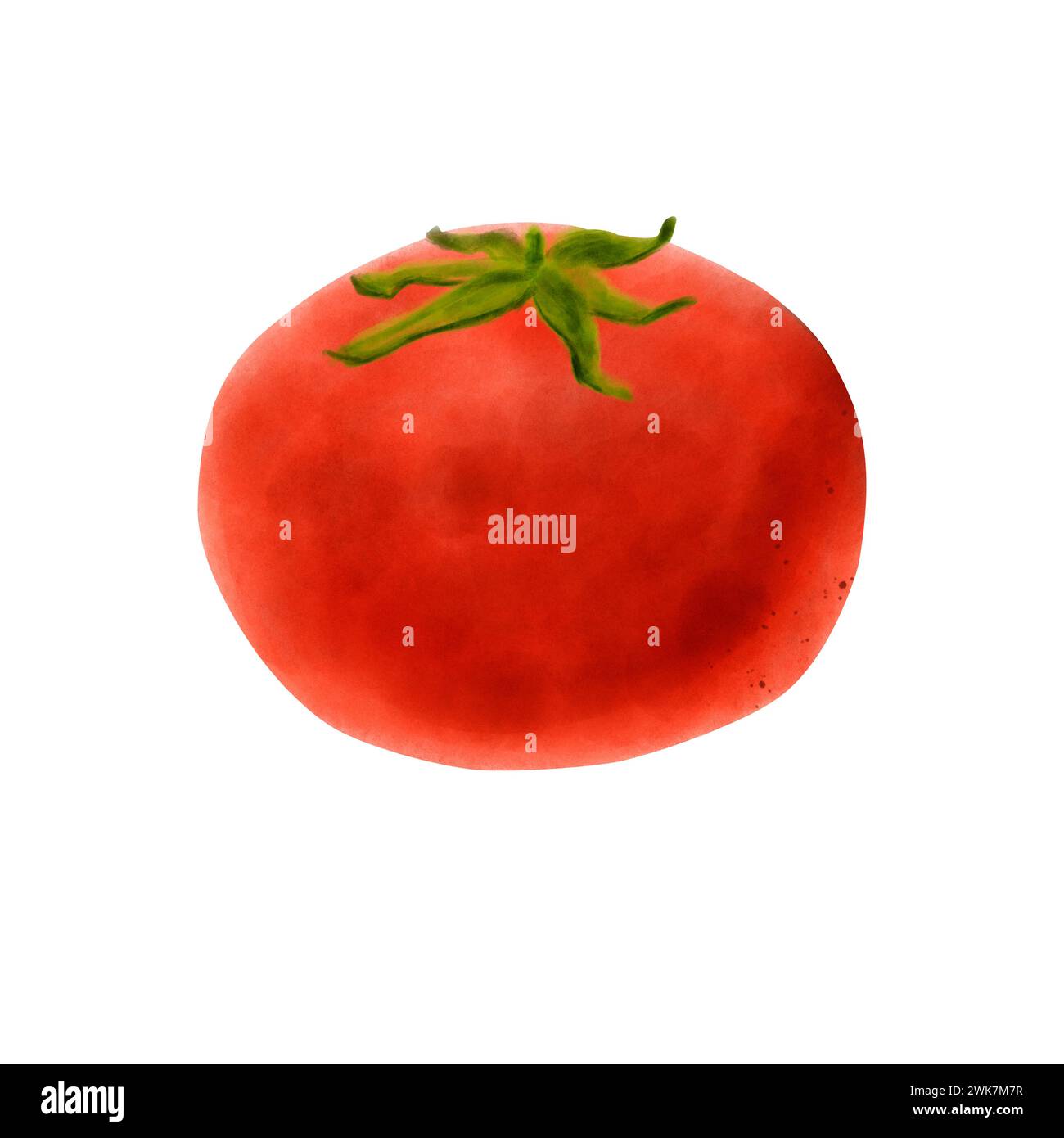 Hand drawn tomato isolated on a white background. Watercolor ...