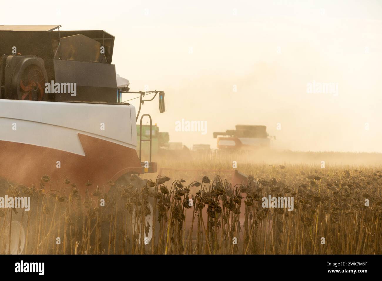 Combine harvester harvesting ripe sunflower at sunset Stock Photo - Alamy