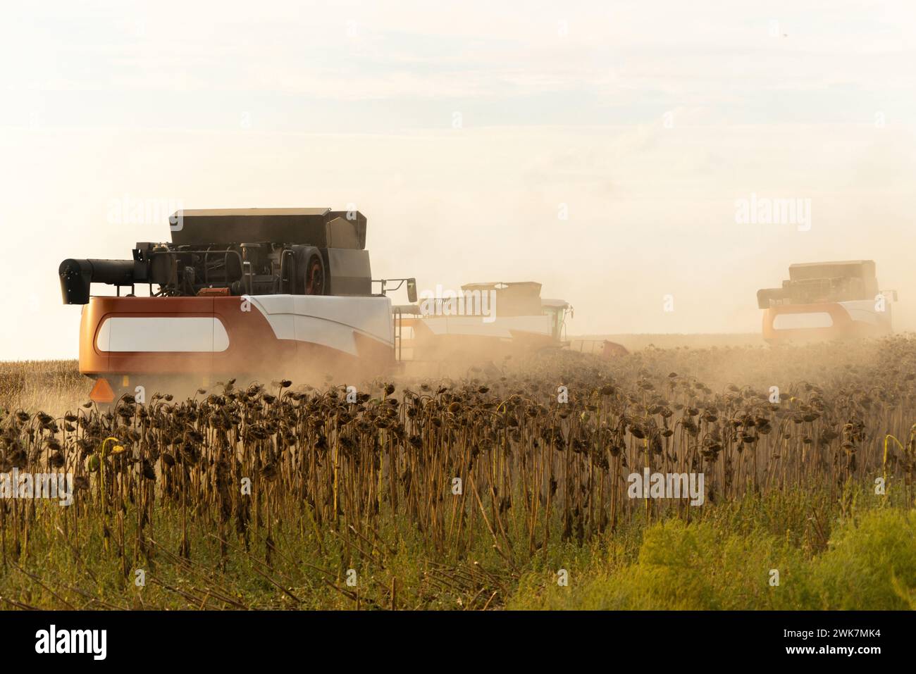 Combine harvester harvesting ripe sunflower at sunset Stock Photo - Alamy