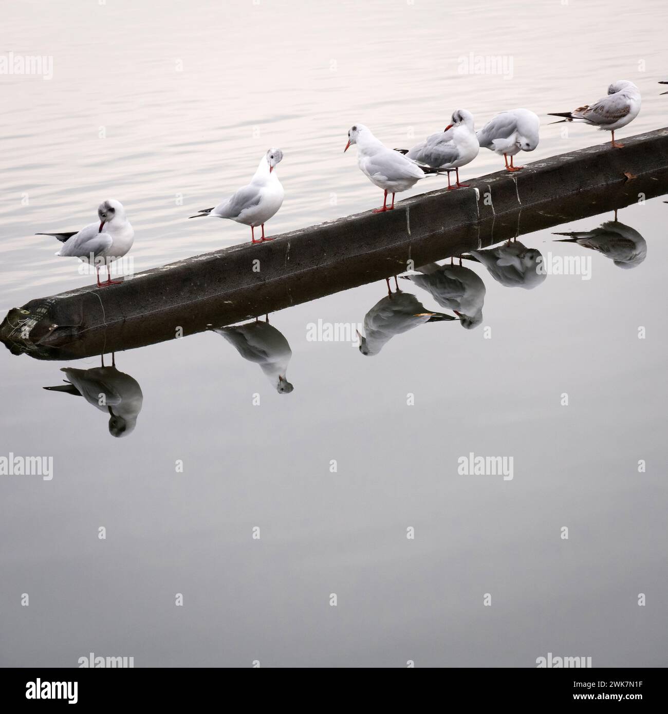 Family herring birds stand the wooden float Stock Photo - Alamy