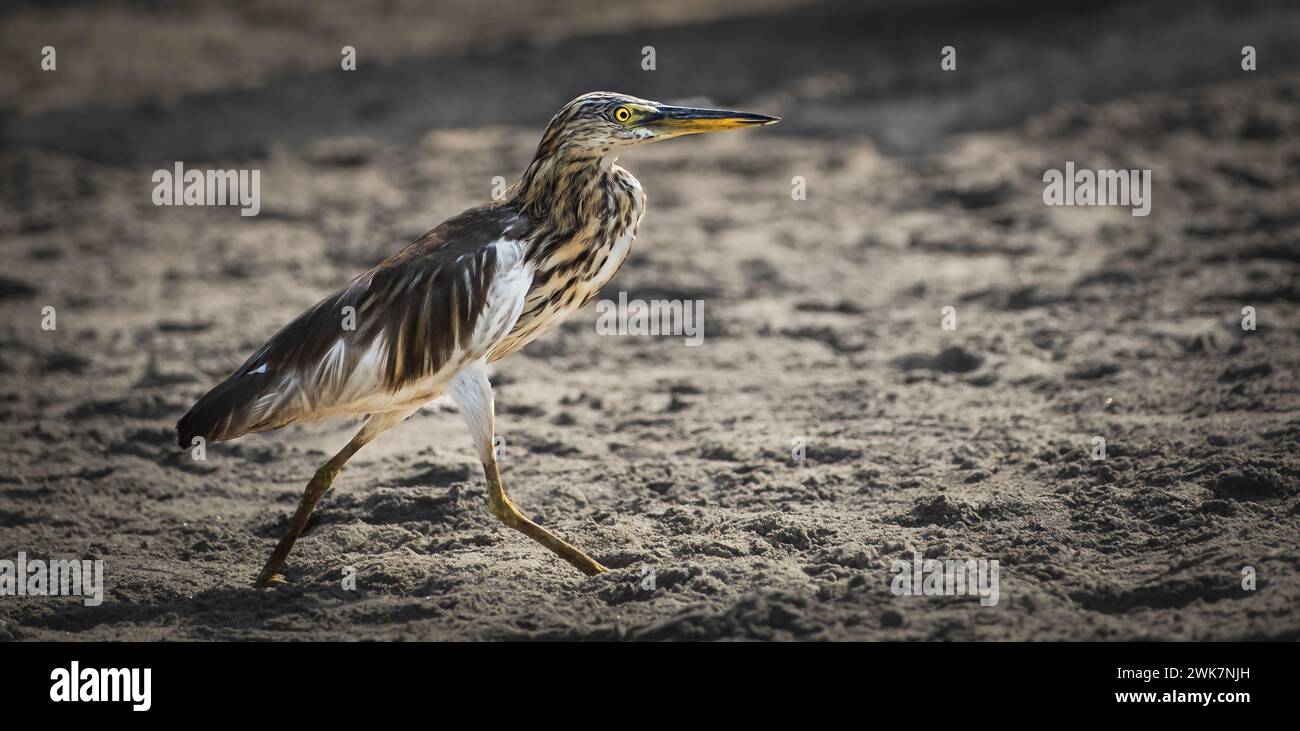 Indian Pond Heron on the beach looking for food. Indian pond Heron in ...