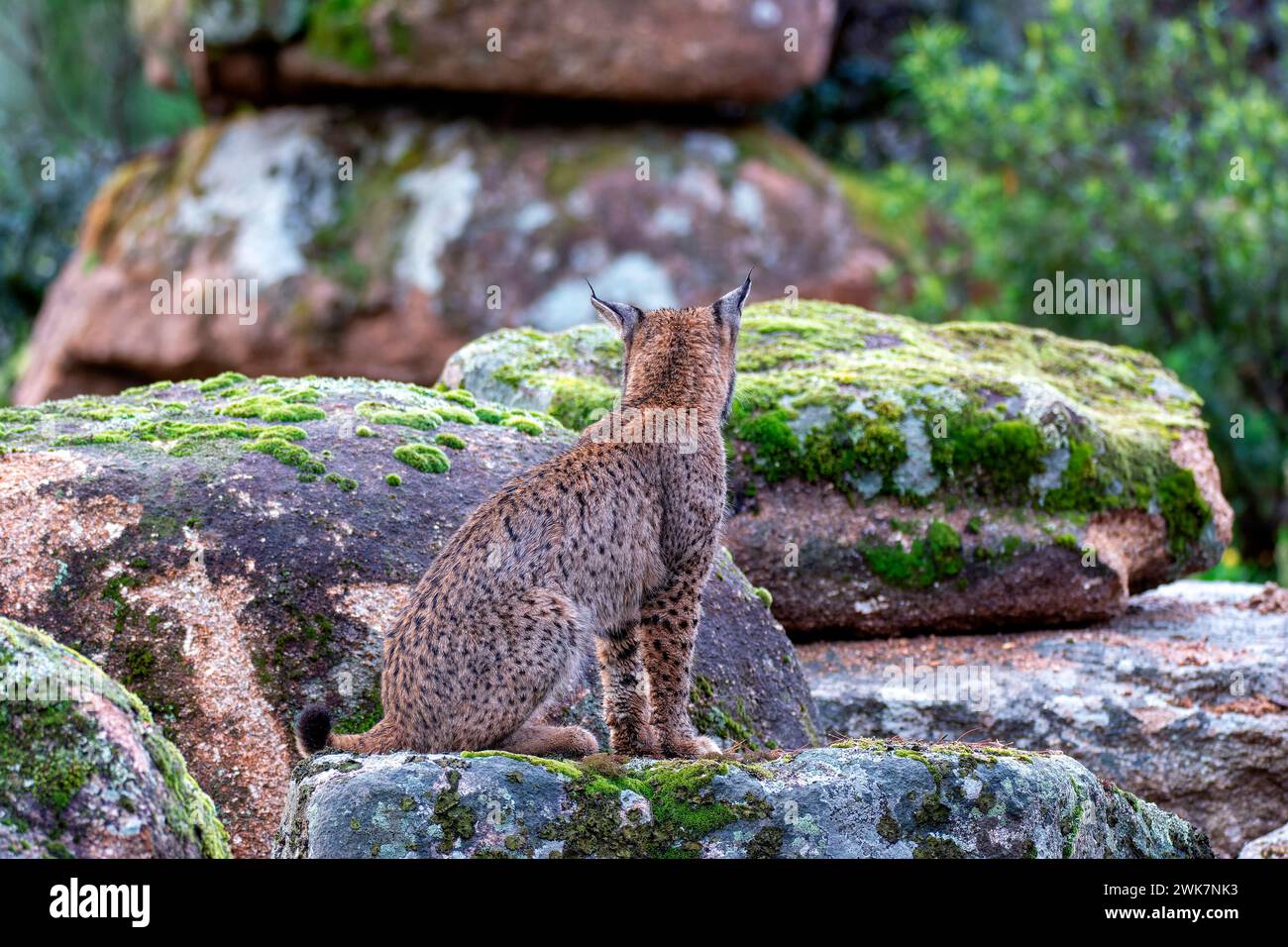 Iberian lynx hunting in the Sierra de Andujar, Spain Stock Photo - Alamy