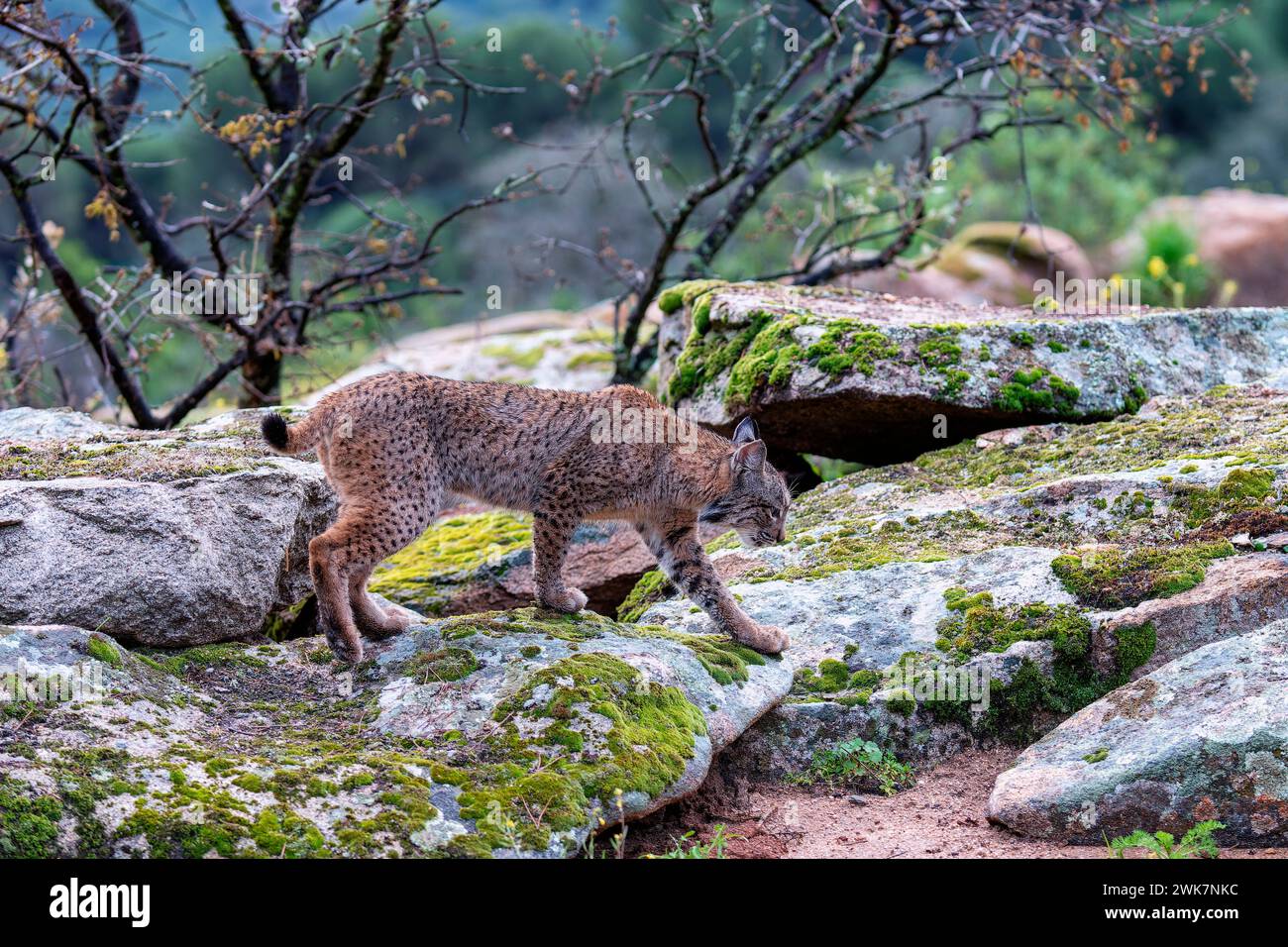 Iberian lynx hunting in the Sierra de Andujar, Jaen. Spain Stock Photo ...