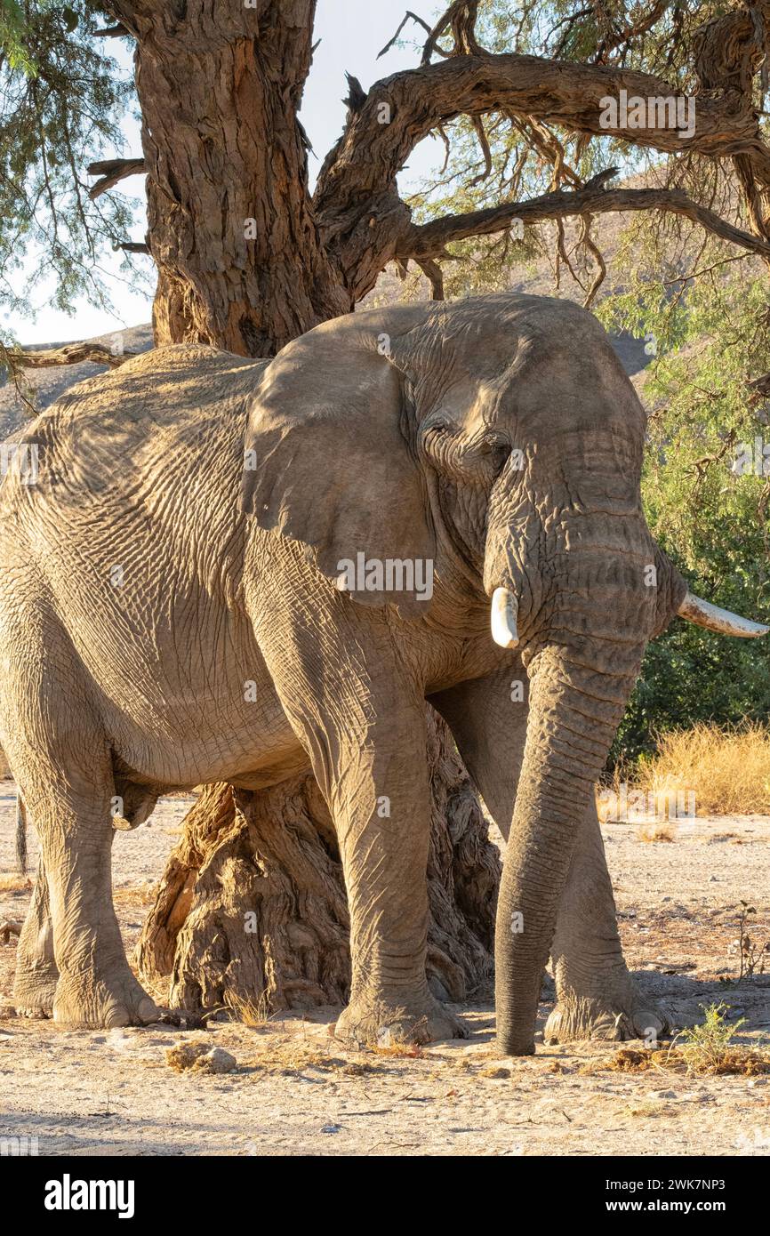 African elephant at nature reserve in Namibia standing near Acacia tree ...