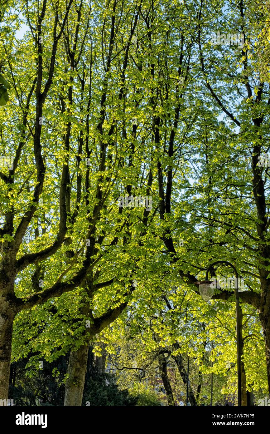Beautiful beech tree with branches growing upwards in spring Stock ...