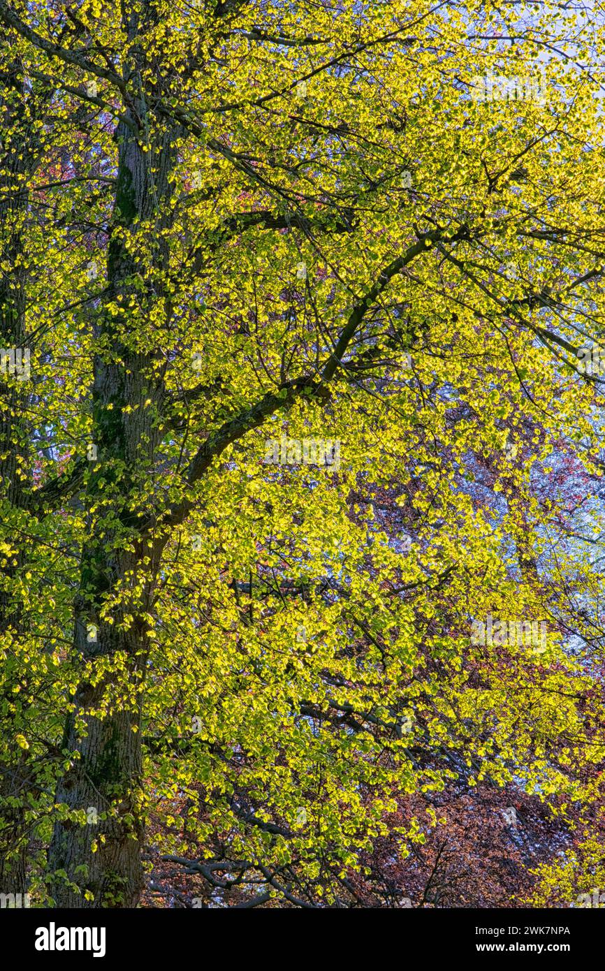 Beautiful beech tree with branches growing upwards in spring Stock ...