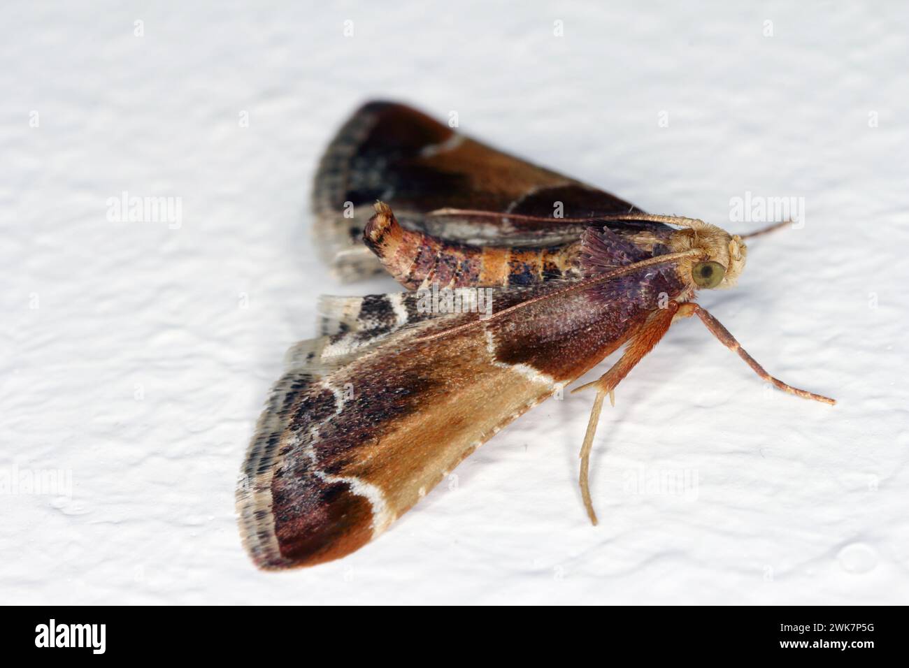 The meal moth or meal snout moth (Pyralis farinalis) a cosmopolitan ...