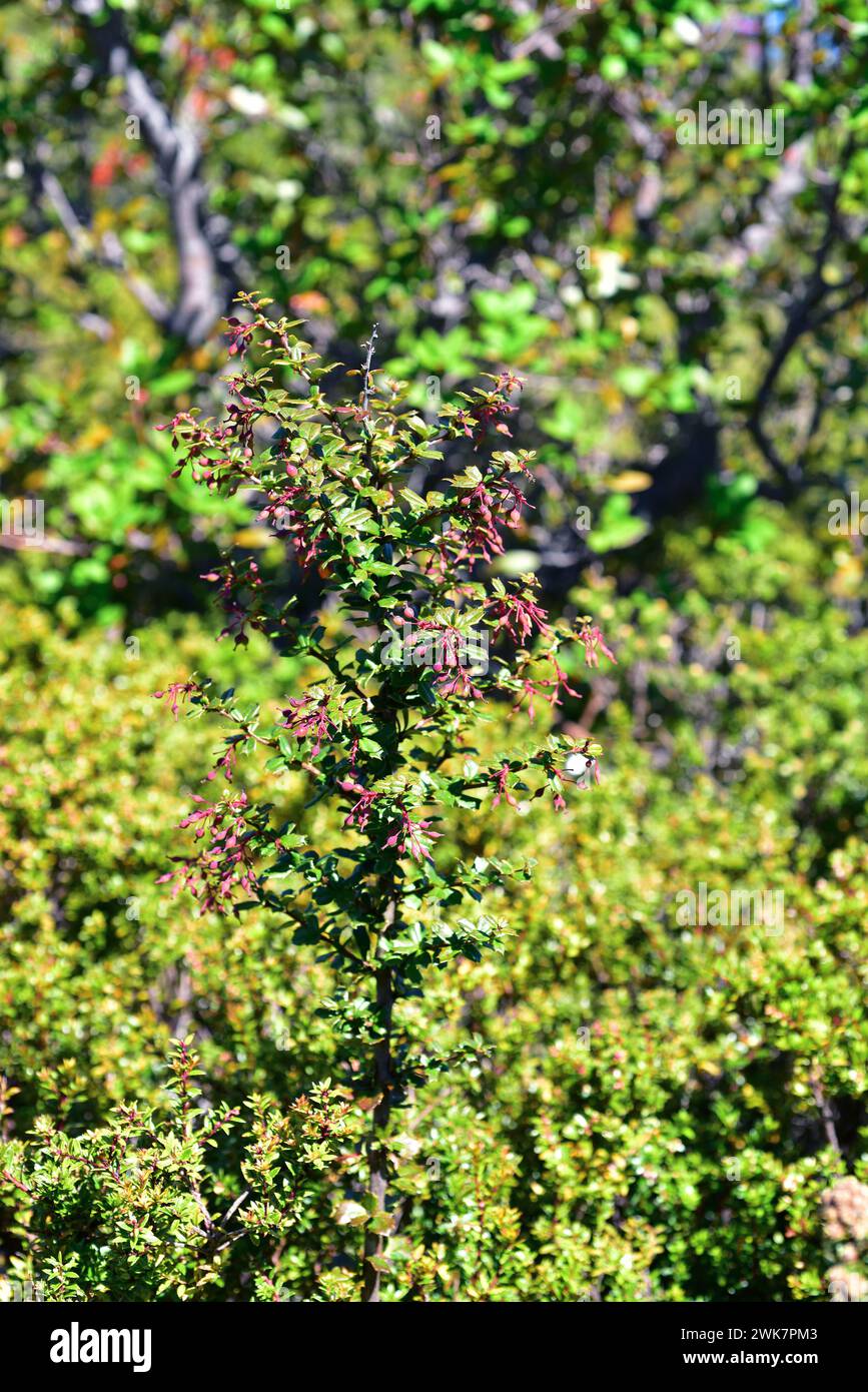 Michay or Darwin barberry (Berberis darwiinii) is an evergreen shrub ...