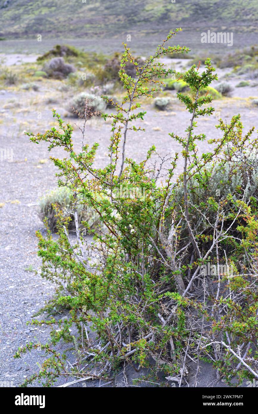 Calafate (Berberis microphylla or Berberis buxifolia) is an evergreen ...