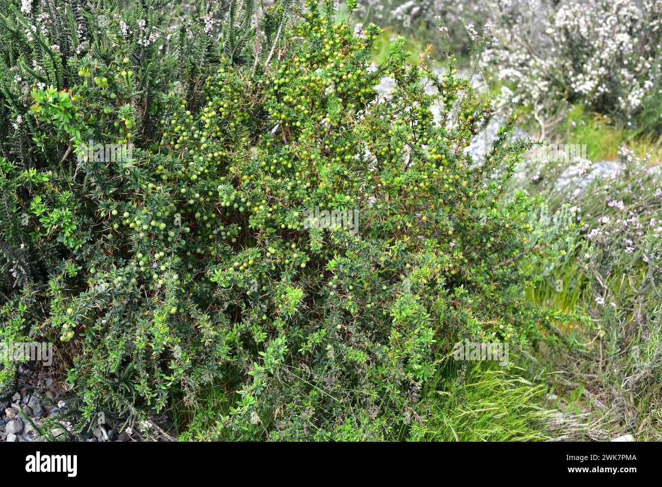 Calafate (Berberis microphylla or Berberis buxifolia) is an evergreen ...