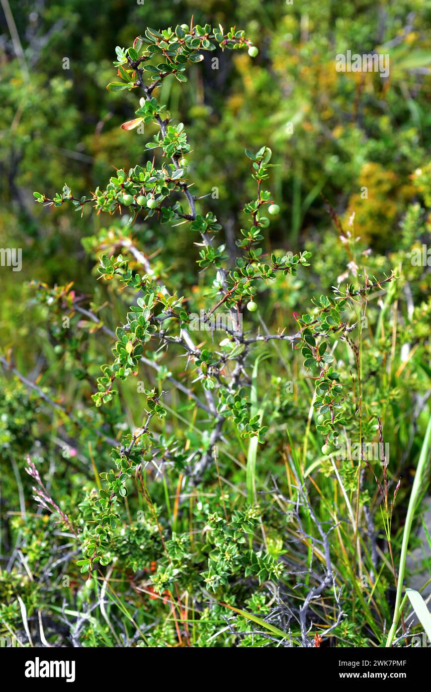 Calafate (Berberis microphylla or Berberis buxifolia) is an evergreen ...