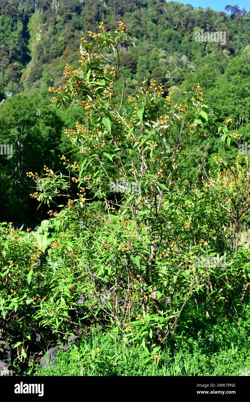 Ríos de perú hi-res stock photography and images - Alamy