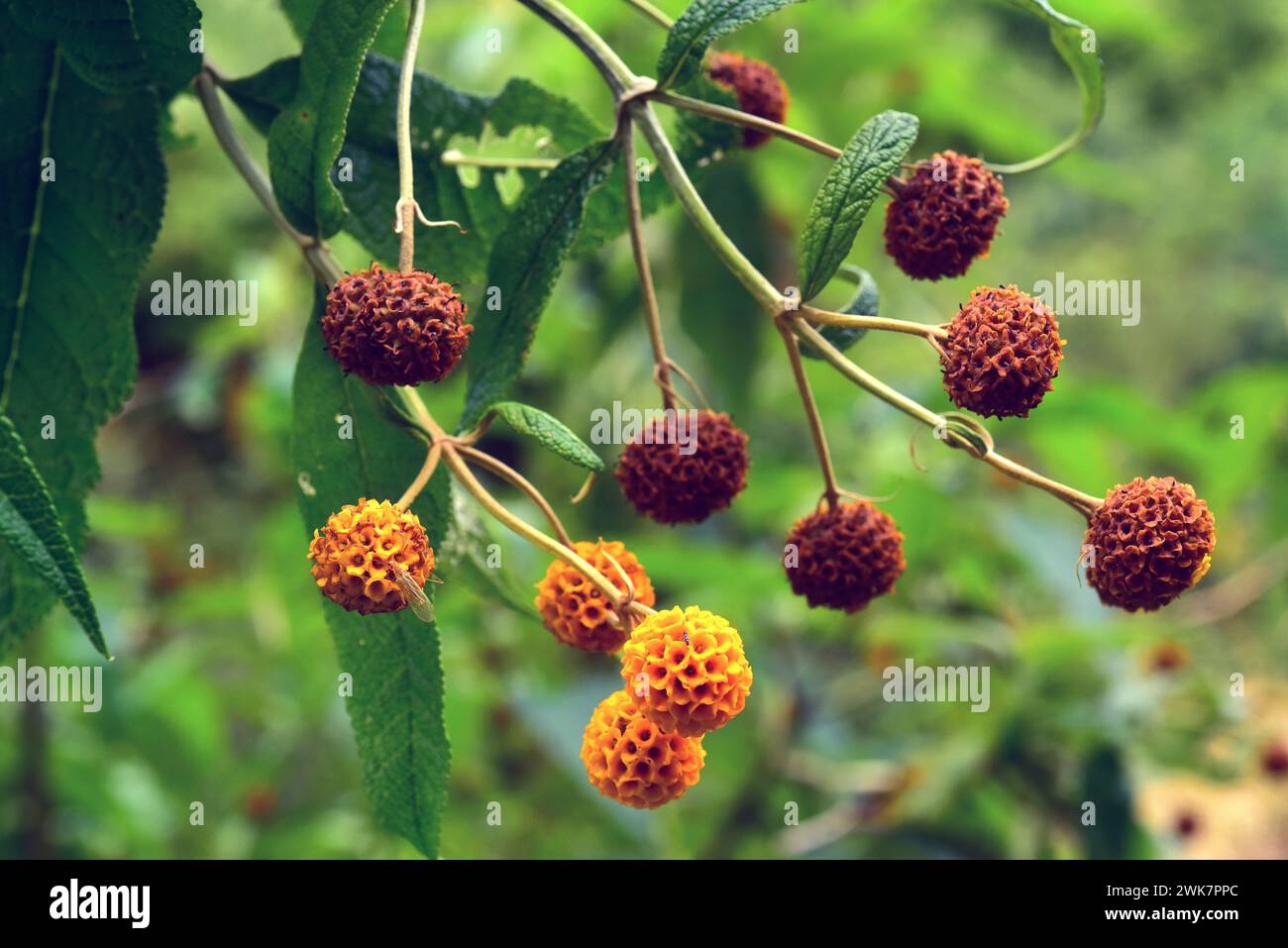 Orange-ball-tree, matico or paguhin (Buddleja globosa) is a medicinal ...