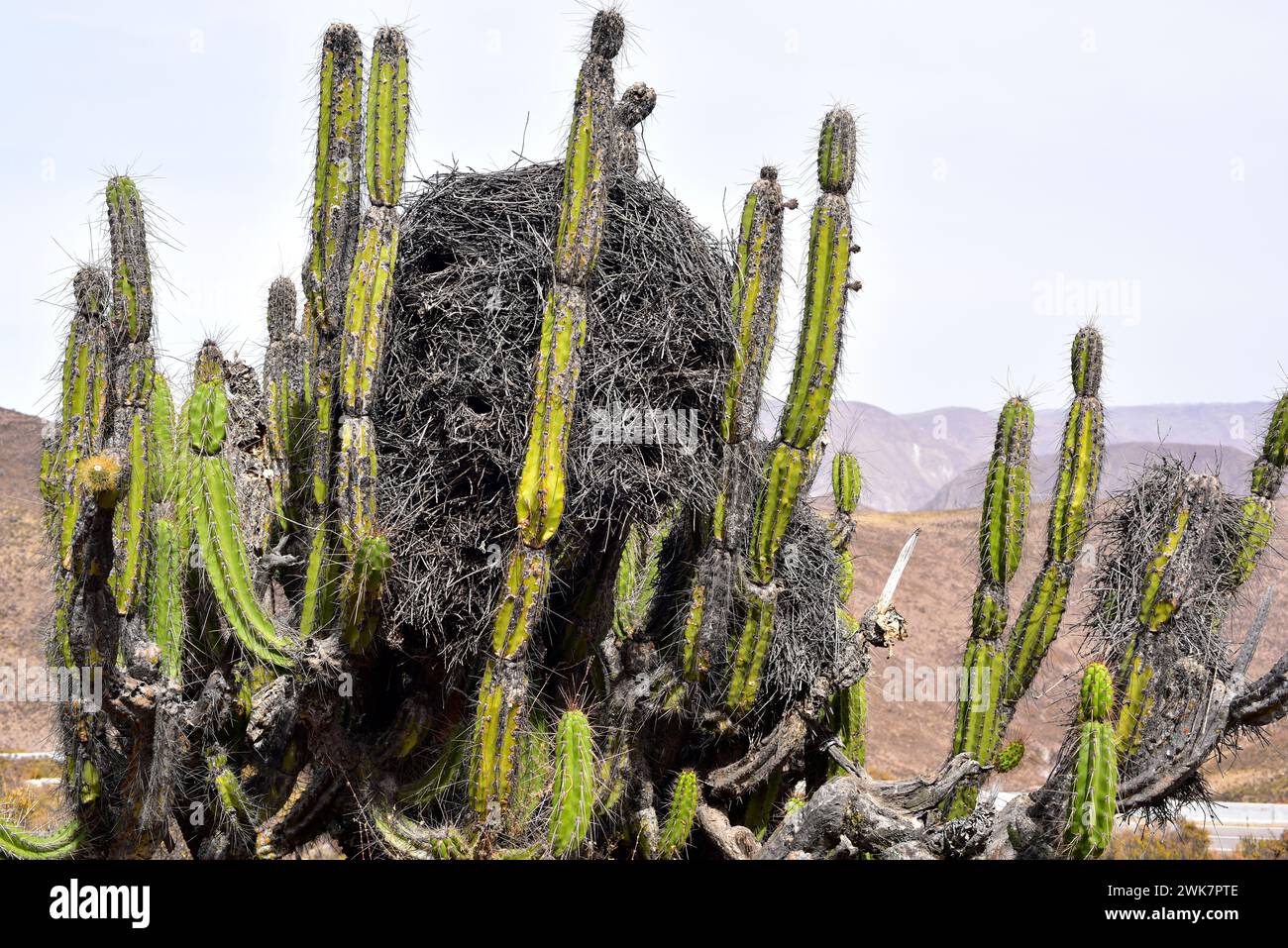 Corryocactus hi-res stock photography and images - Alamy