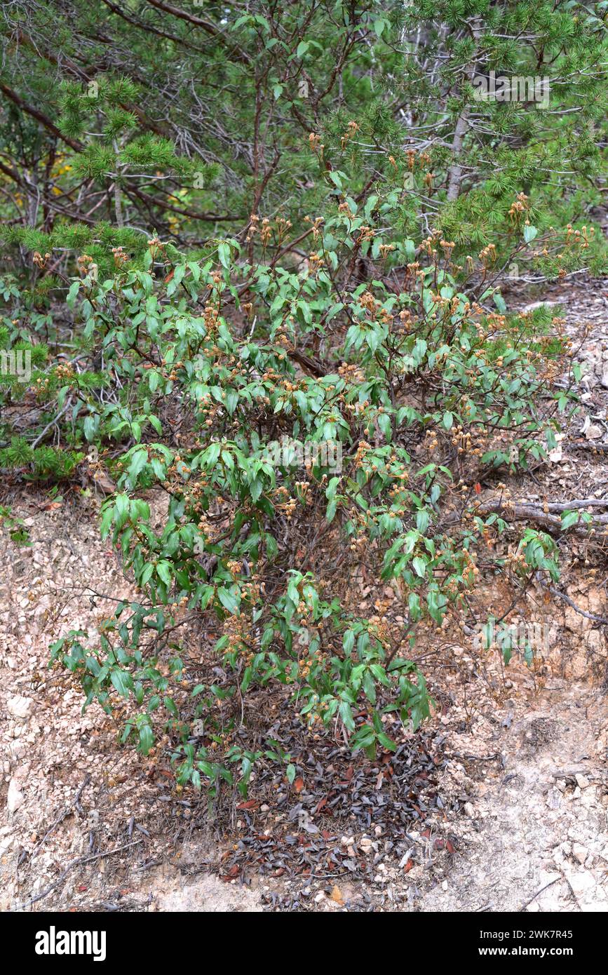 Laurel-leaved rock rose (Cistus laurifolius) is an evergreen shrub ...