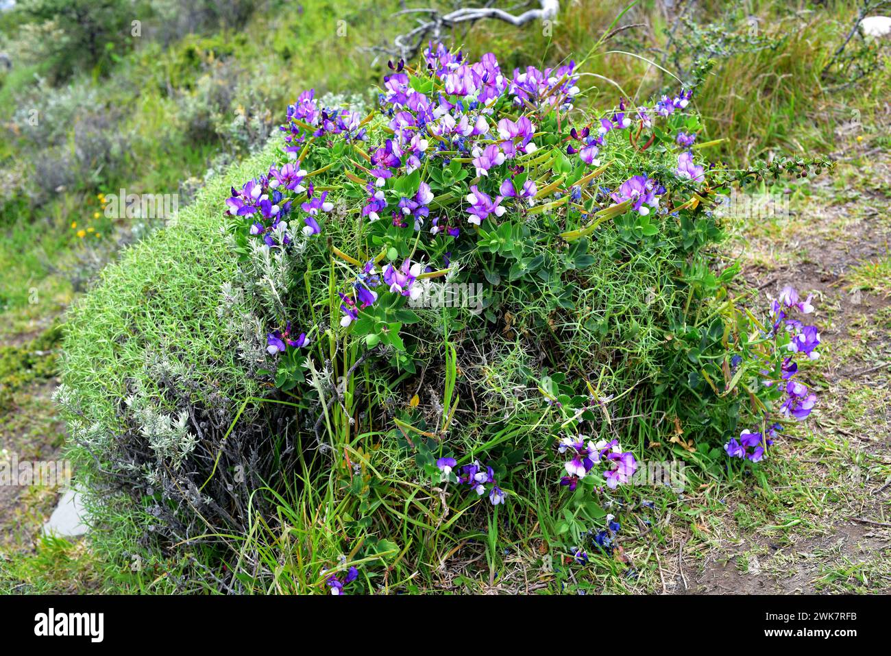 Cape Horn pea or Lord Anson pea (Lathyrus magellanicus) is a perennial ...