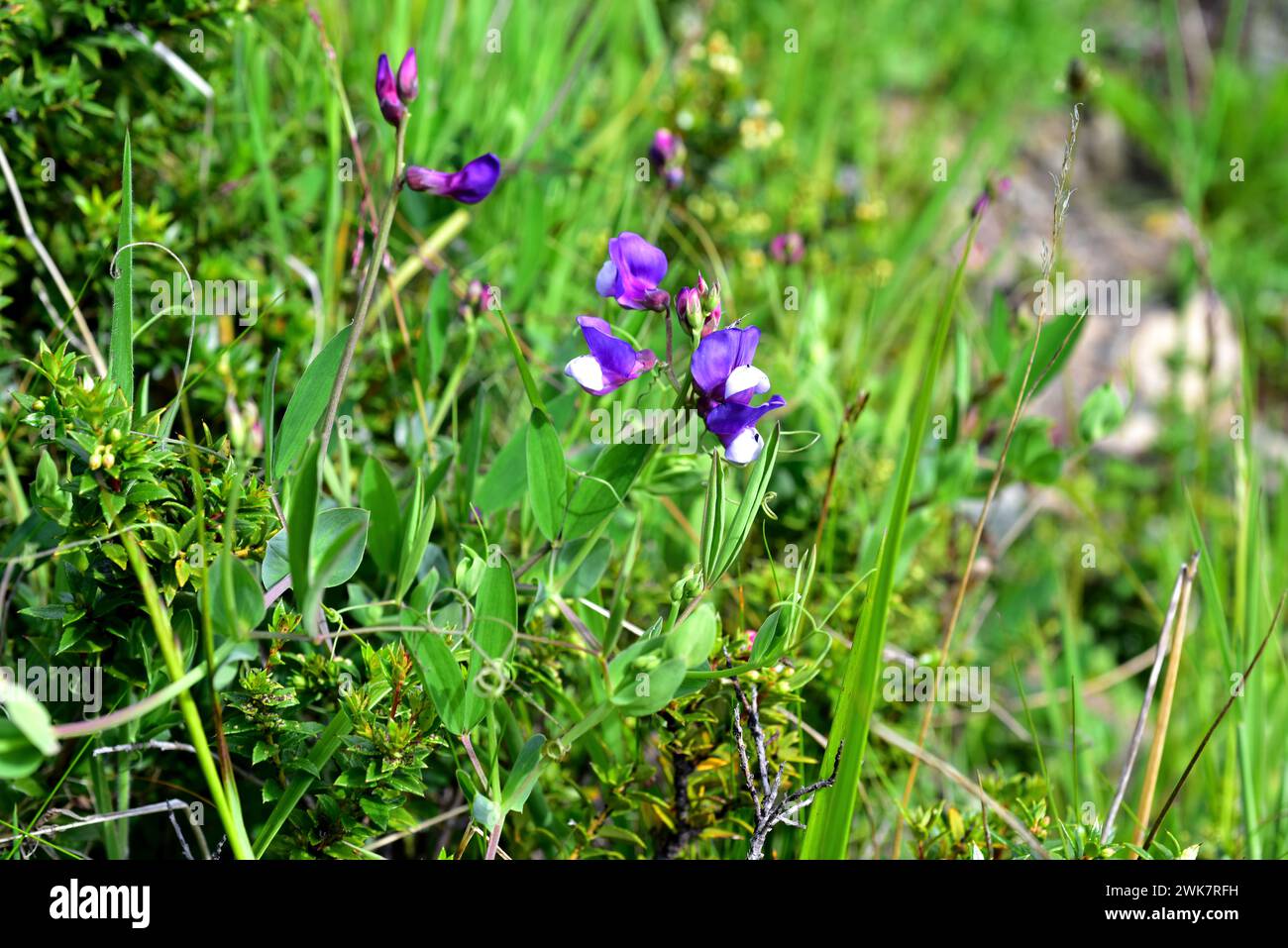 Cape Horn pea or Lord Anson pea (Lathyrus magellanicus) is a perennial ...
