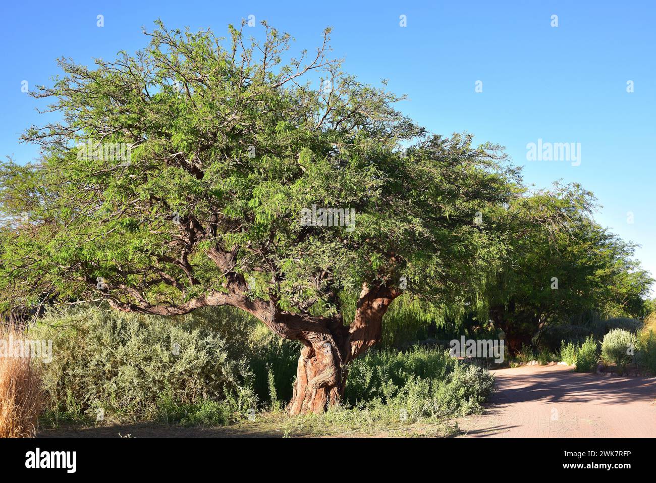 Algarrobo tree hi-res stock photography and images - Alamy