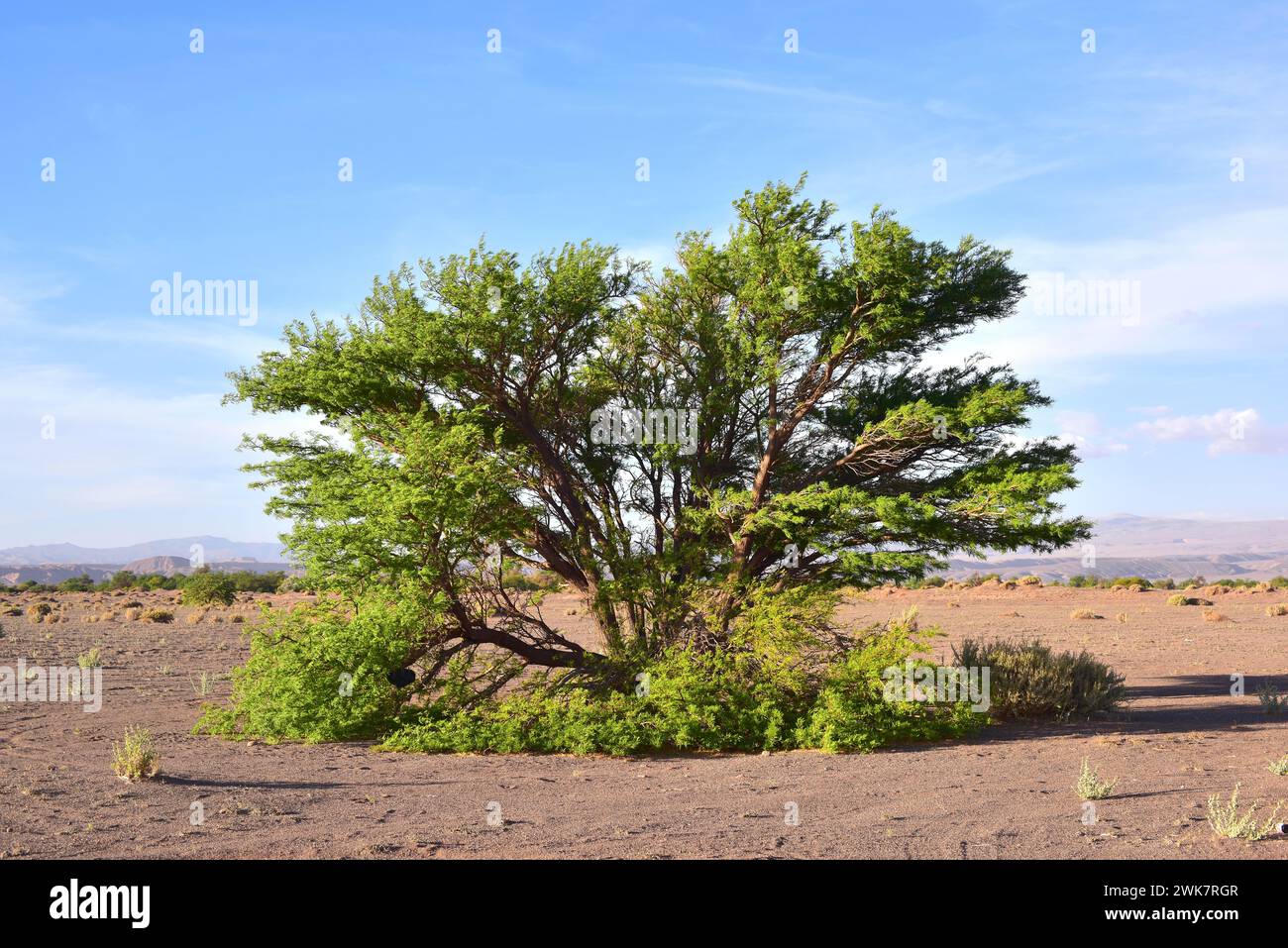 Algarrobo san pedro de atacama hi-res stock photography and images - Alamy