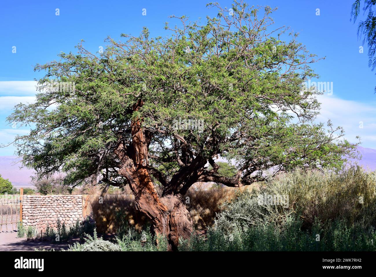 Algarrobo tree hi-res stock photography and images - Alamy