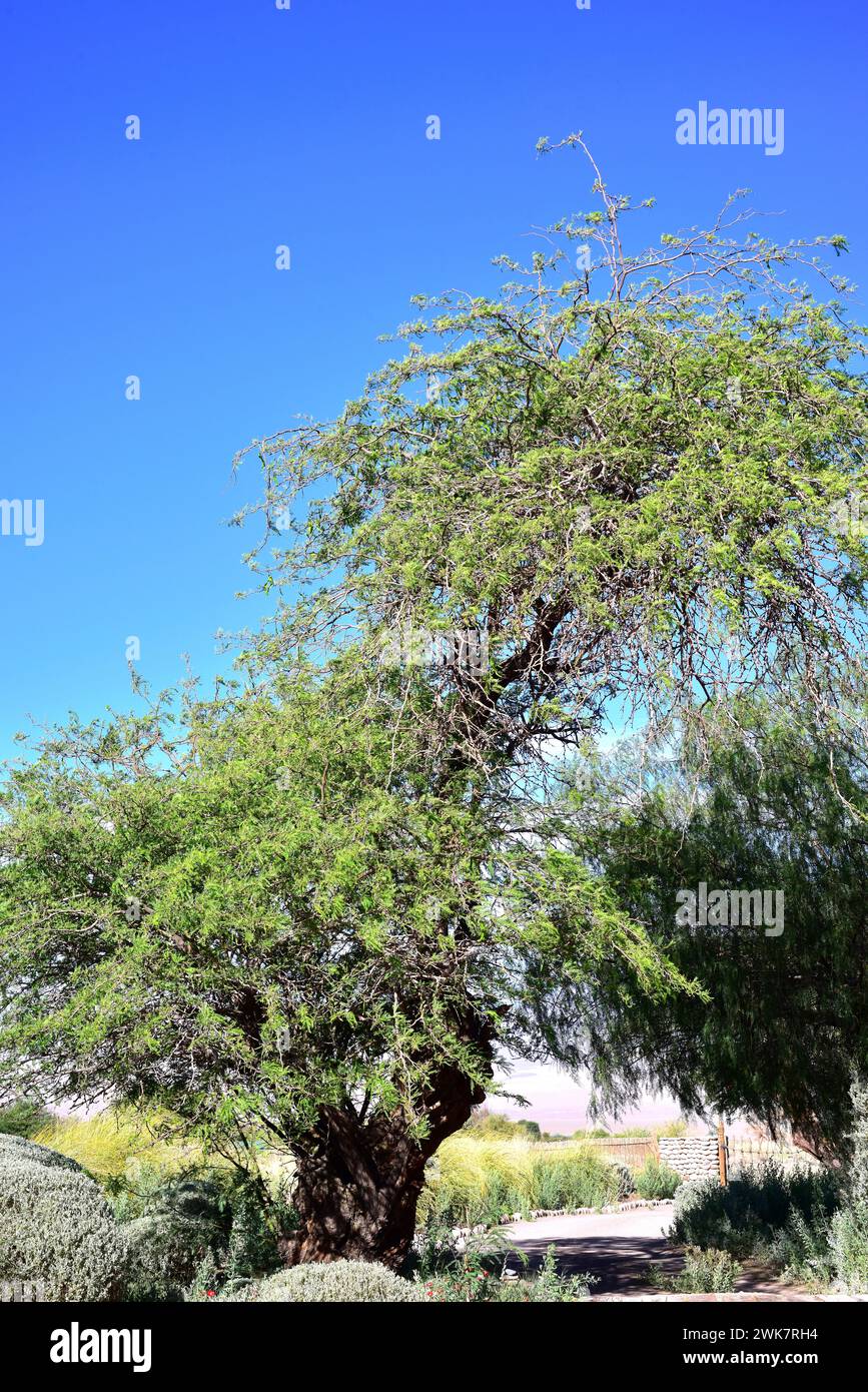 Algarrobo tree hi-res stock photography and images - Alamy