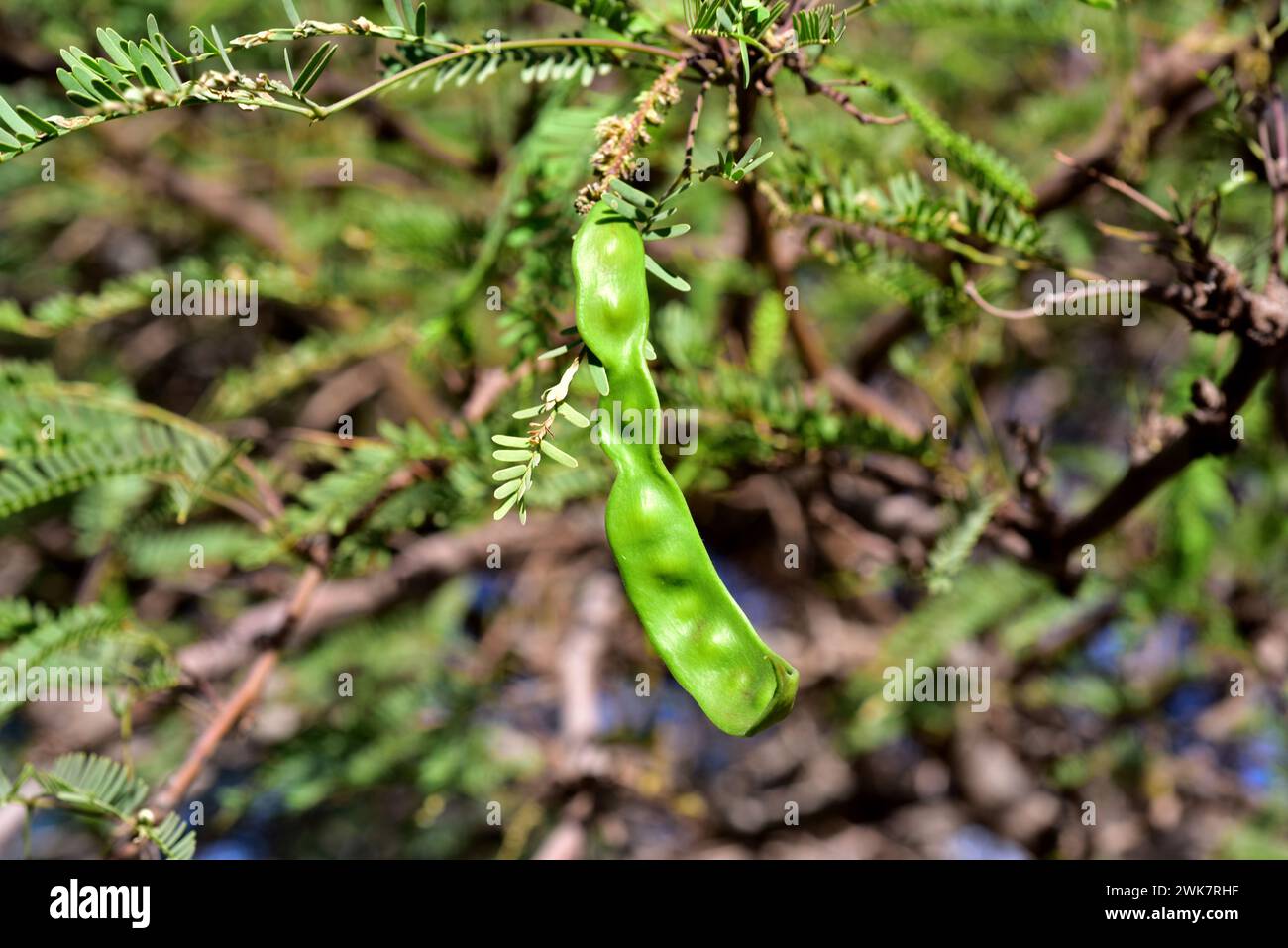Mesquite leaves hi-res stock photography and images - Alamy