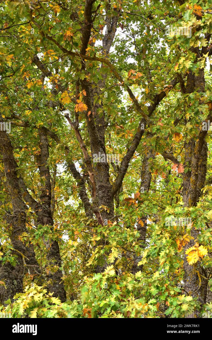 Pyrenean oak (Quercus pyrenaica) is a deciduous tree native to ...