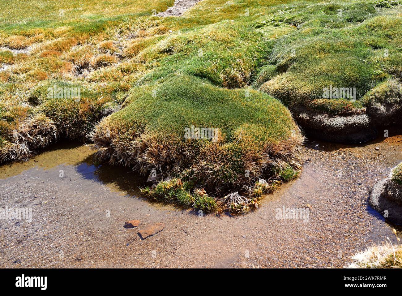 Bofedal is a kind of wetland found in Bolivia, Chile and Peru Andes ...