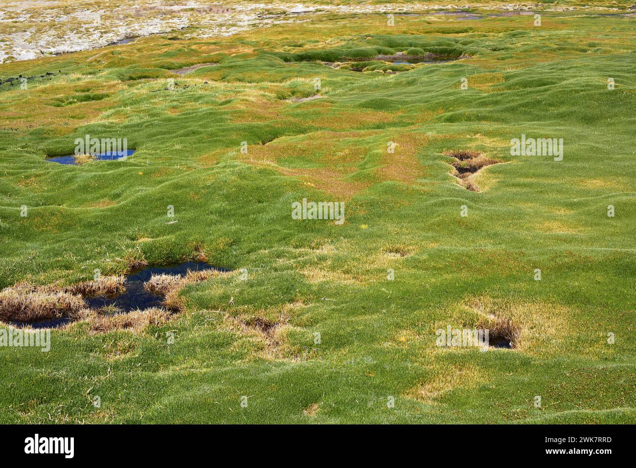 Bofedal is a kind of wetland found in Bolivia, Chile and Peru Andes ...