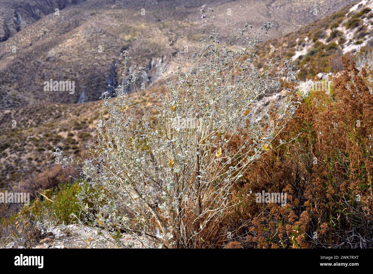 Tarasa operculata hi-res stock photography and images - Alamy
