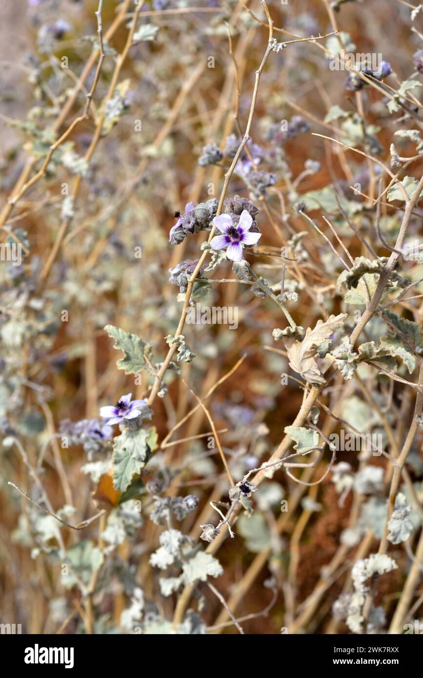 Tarasa operculata hi-res stock photography and images - Alamy