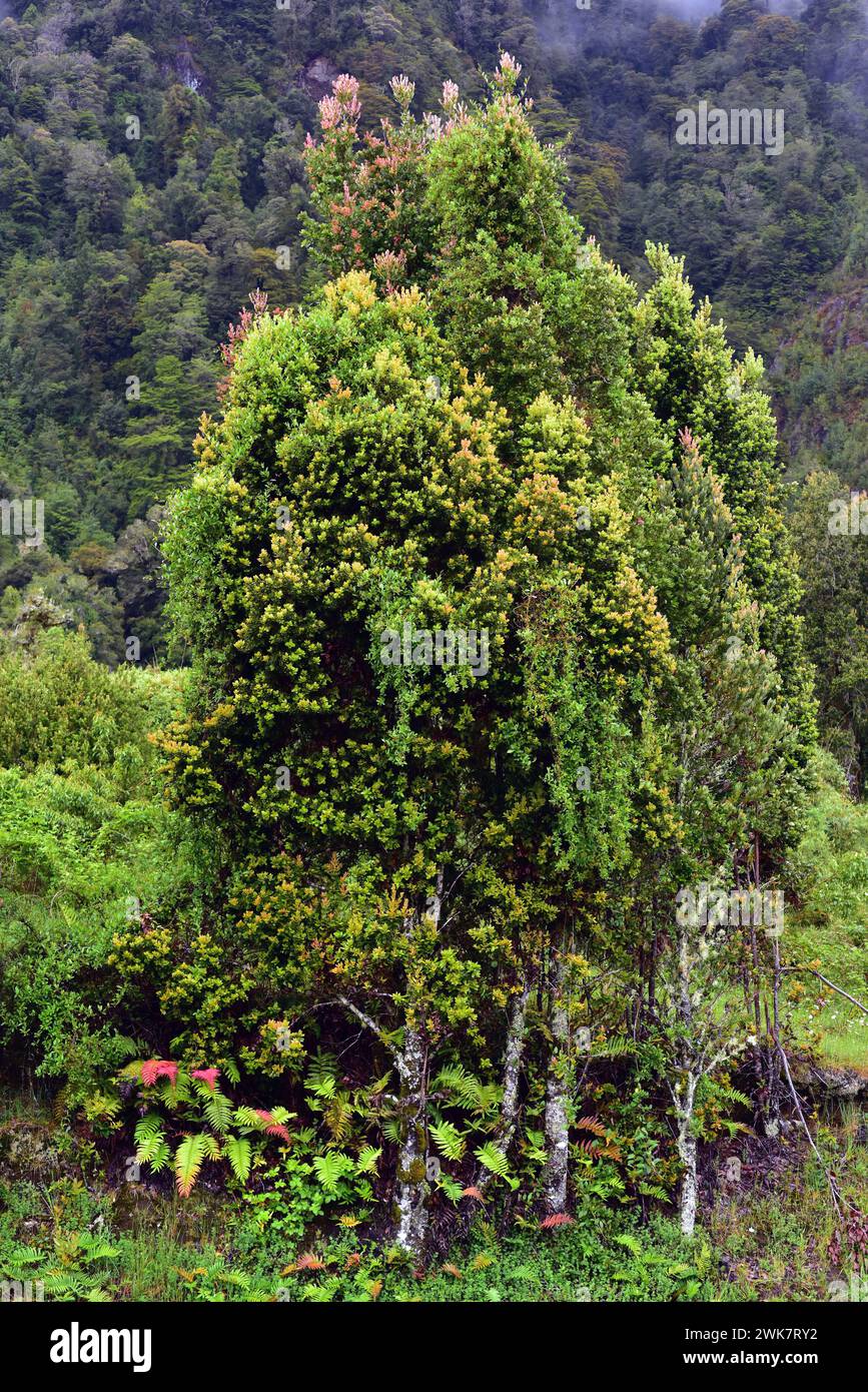Meli (Amomyrtus meli) is an evergreen tree endemic to Chile. This photo ...