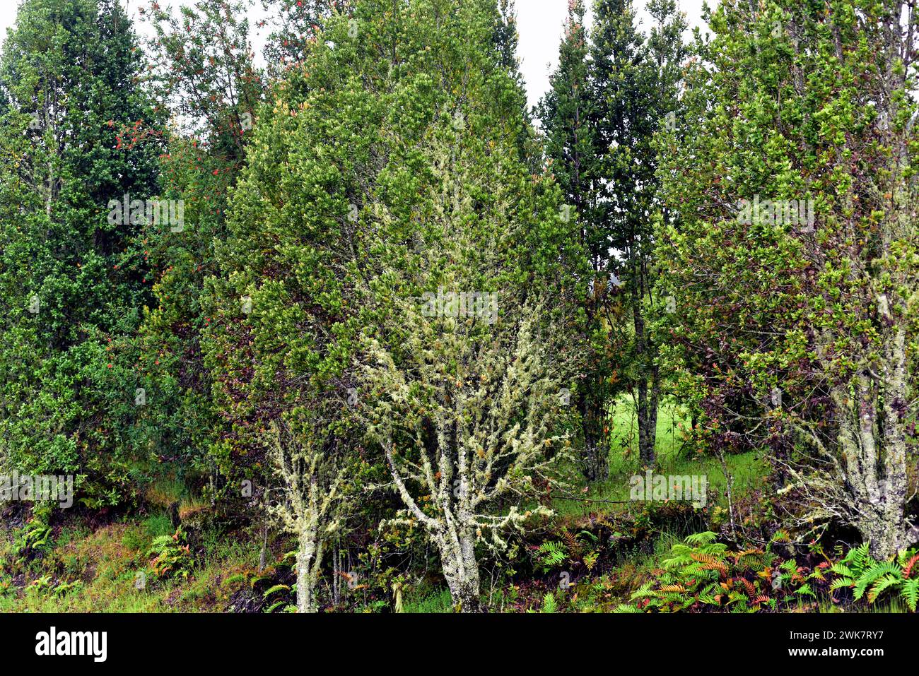 Meli (Amomyrtus meli) is an evergreen tree endemic to Chile. This photo ...