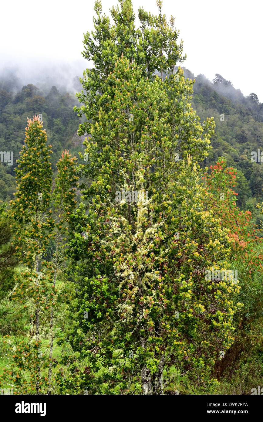 Meli (Amomyrtus meli) is an evergreen tree endemic to Chile. This photo ...